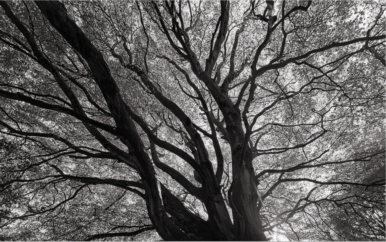 How Can the Study of Complexity Transform Our Understanding of the ...